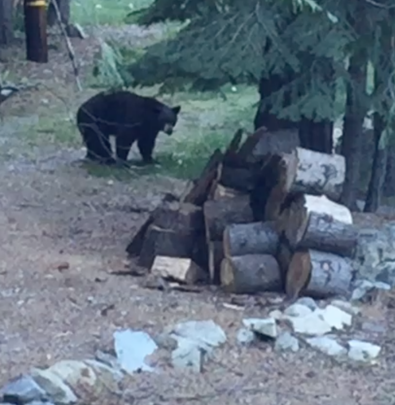 Wildlife | Strawberry/Tahoe Getaway